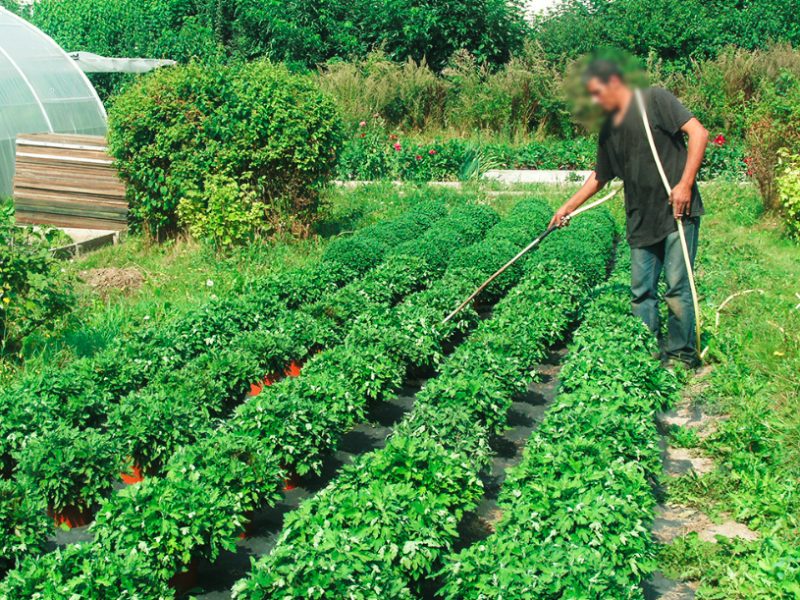 Association IRIS-CAVA | IRIS CAVA - Culture maraîchère